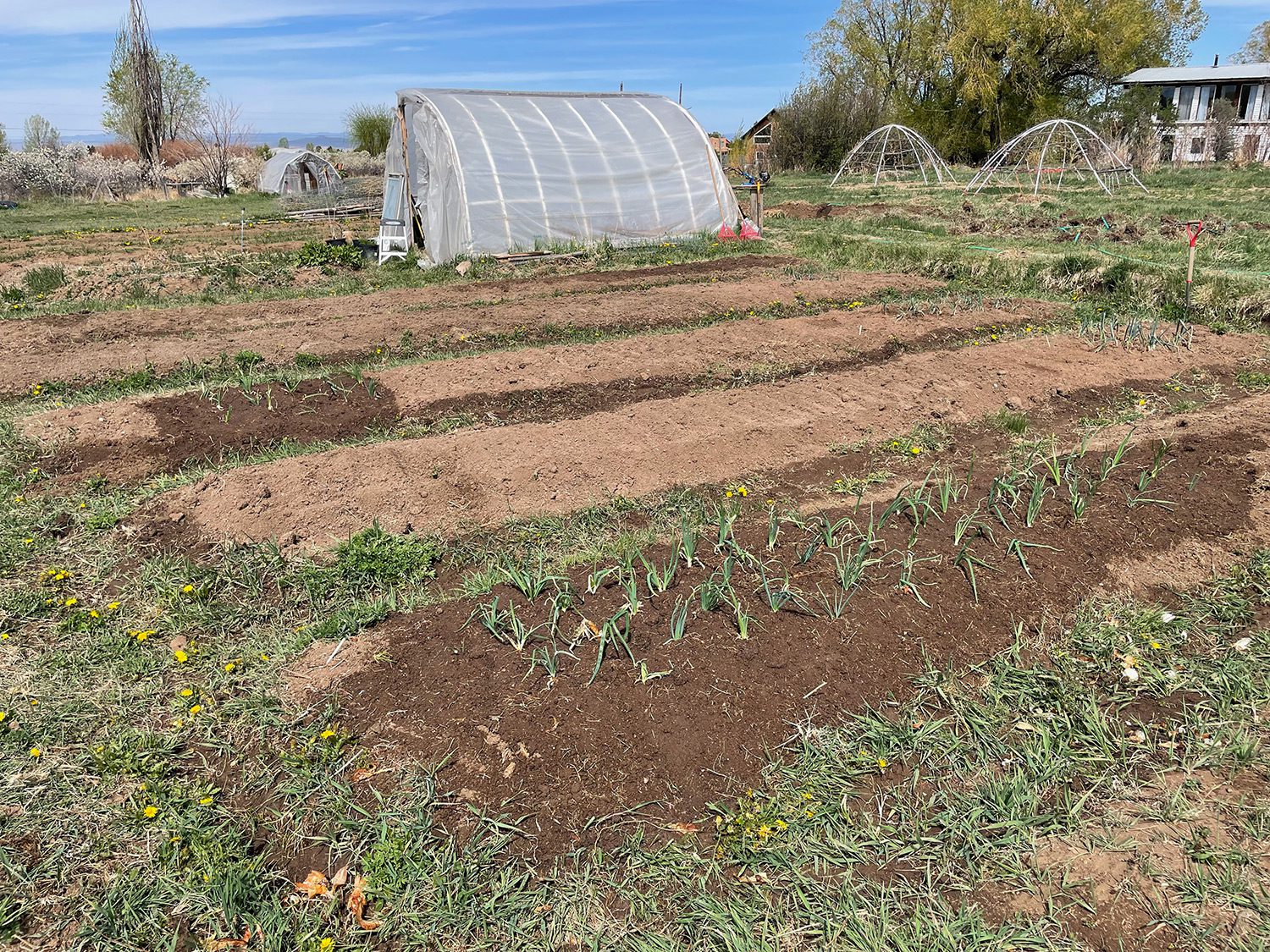 ...they are doing WHAT now? | Spring farming @ Peaceful Earth Gardens